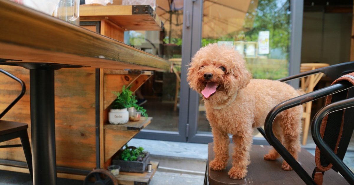 13 pet-friendly cafes and restaurants to enjoy a meal out with your furkid | SG Magazine Online