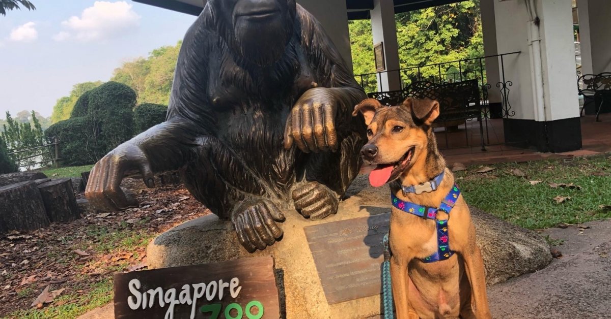 SPCA partners Singapore Zoo to help more shelter dogs find new furever ...