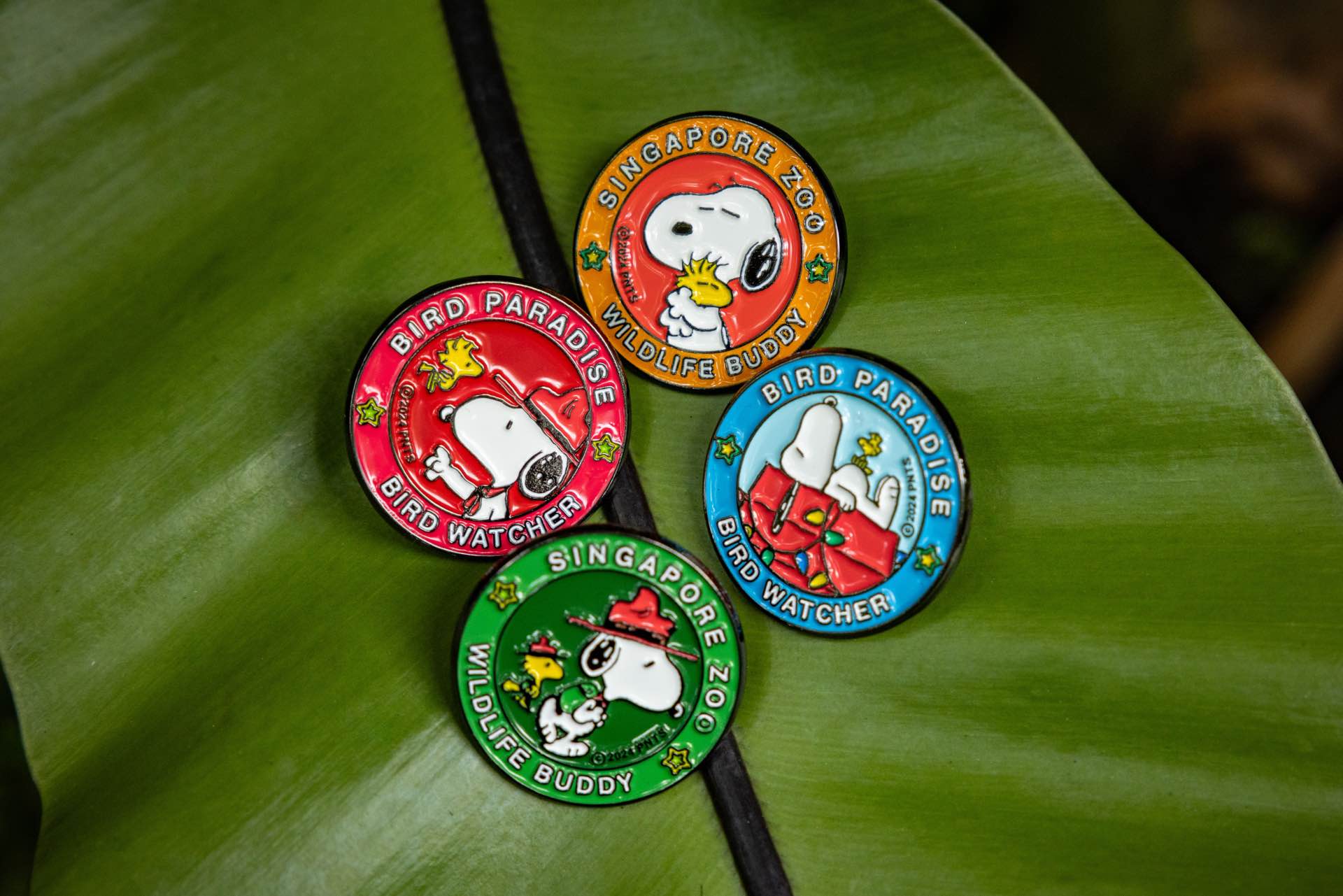 Join Snoopy and friends for outdoor adventures at Mandai Wildlife ...